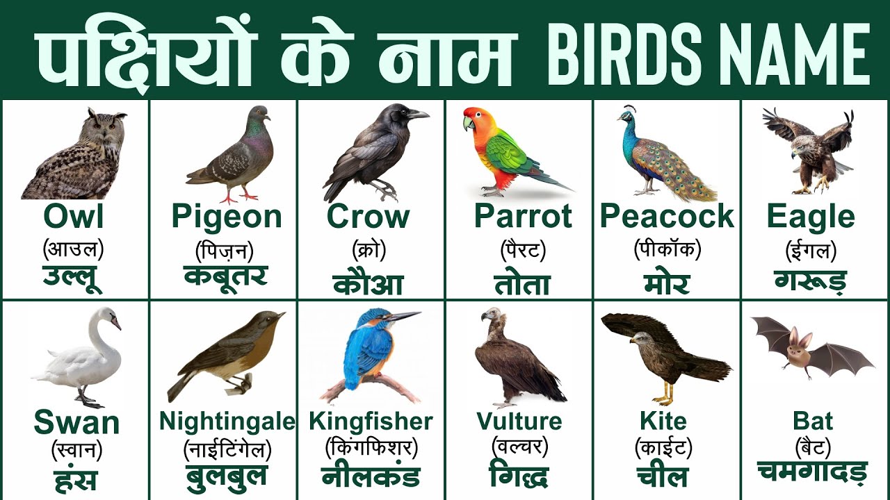 Birds Name in English and Hindi